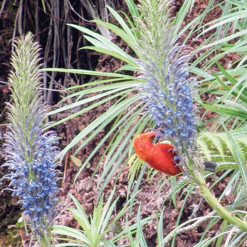 Celebrating Native Hawaiian Plant Month | News, Sports, Jobs - Maui News